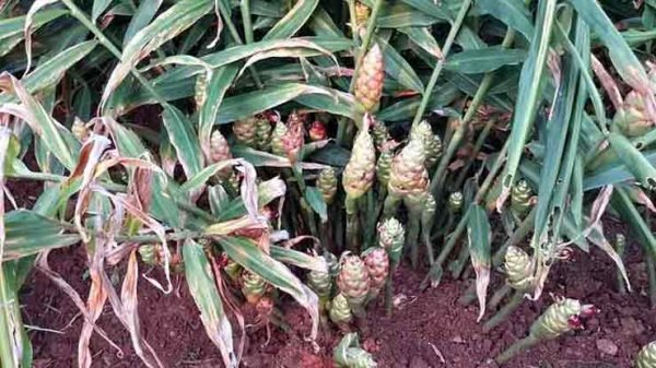 Ginger Cultivation in India: Learn How to Grow Ginger