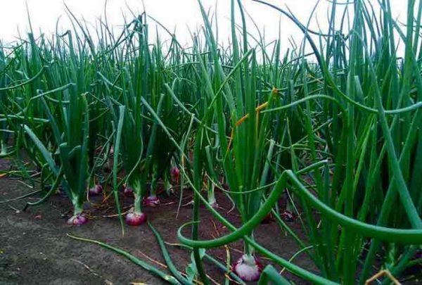 Onion Cultivation: Beginner's Guide on Onion Farming