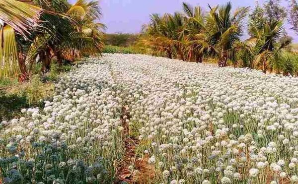 Onion Cultivation: Beginner's Guide on Onion Farming