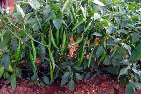 Chilli Cultivation Guide: Discover How to Start a Green Chilli Plantation