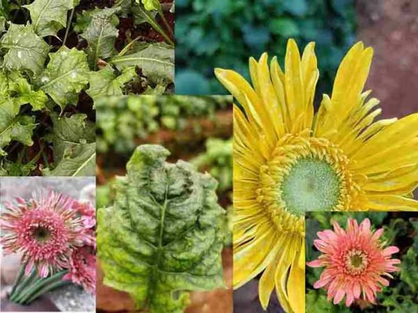 Gerbera Cultivation: Get Maximum Return from Gerbera Plant