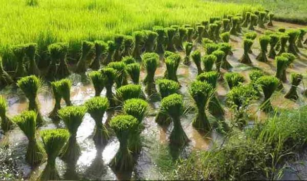 Paddy Cultivation: Crop Details and Package of Practices - FarmAtma