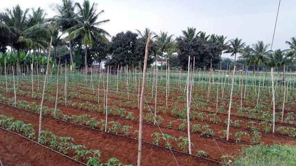 Tomato Cultivation Guide: Start a Tomato Plantation and Grow Tomatoes
