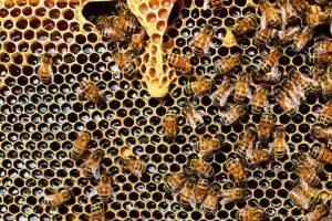 Beekeeping in India: Guide to Start a Honey Bee Farm