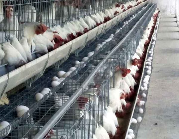 Poultry Layer Farming Guide: Information on Egg Poultry Farm