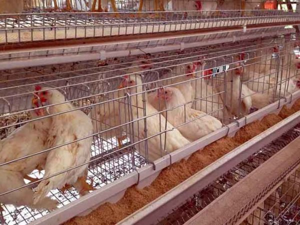 Poultry Layer Farming Guide: Information on Egg Poultry Farm