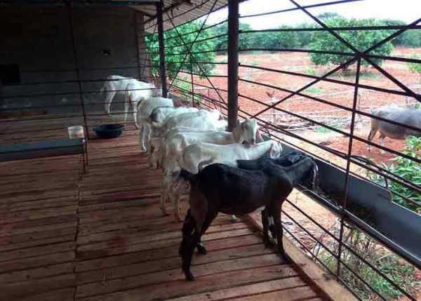 Goat Farming in India: Beginner's Guide to Start a Goat Farm