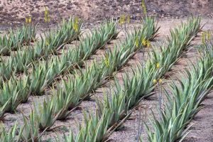 Aloe Vera Farming in India: Guide to Aloe Vera Business - FarmAtma