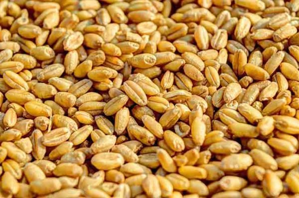 Wheat Cultivation in India: Wheat Crop Information and Production ...