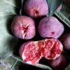 Fig Farming in India - Method, Cost & Profit - FarmAtma