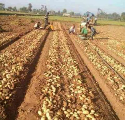 Potato Farming Guide: Learn Potato Growing in India